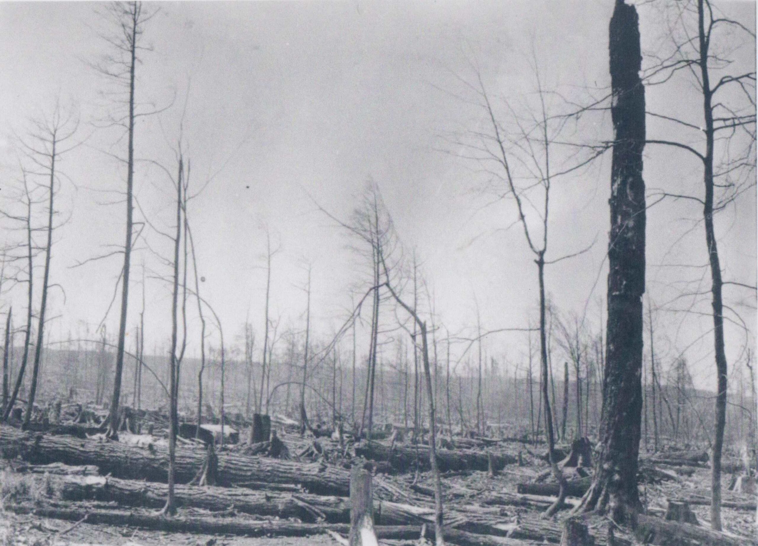 First ANF supervisor outlines how the forest came to be | News, Sports ...